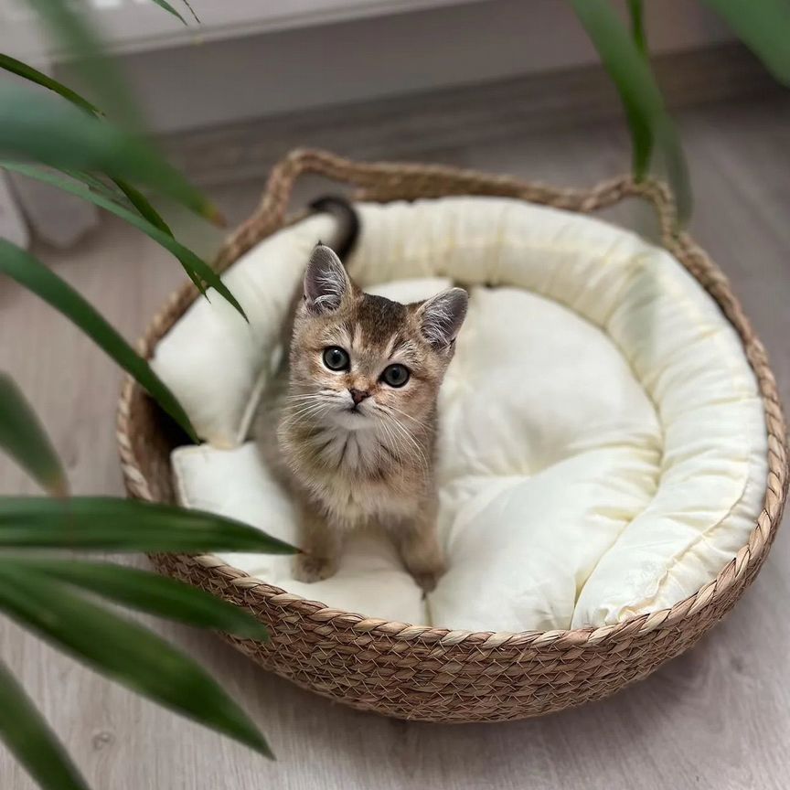 Лежанка для кошек