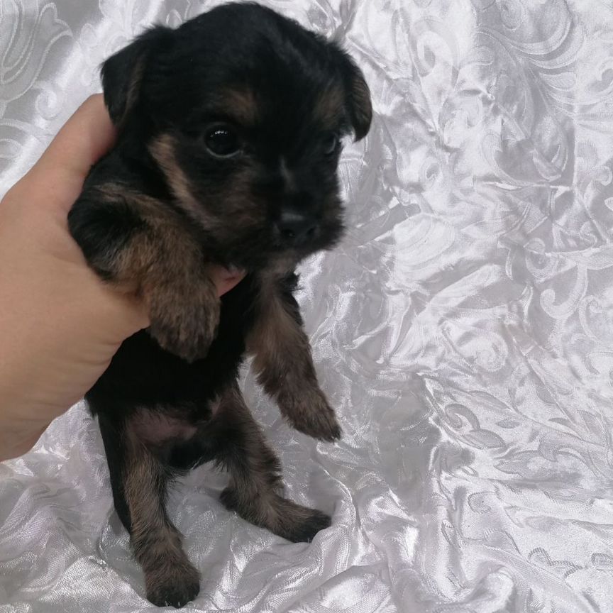 Йоркширский терьер щенки стандарт