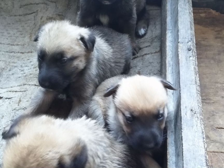 Щенки Бельгийской овчарки малинуа