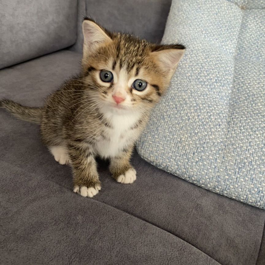 Котенок в добрые руки