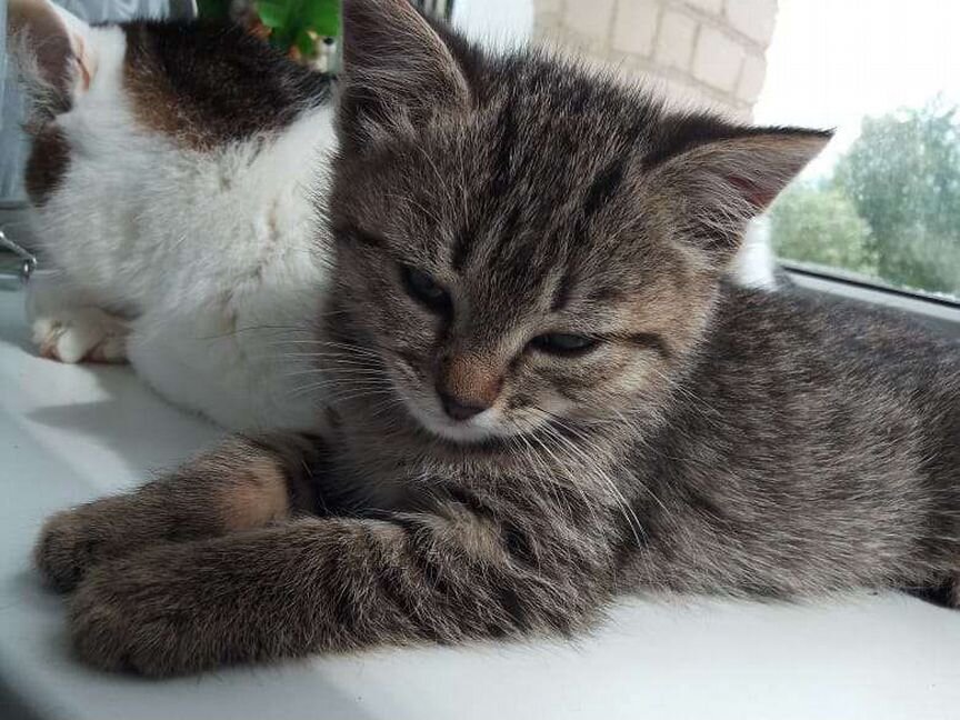 Кошки в добрые руки бесплатно