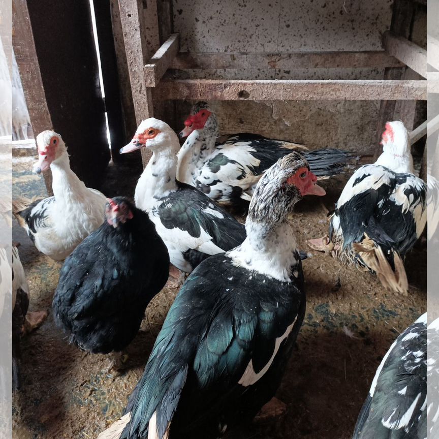 Яйца индоуток для инкубации