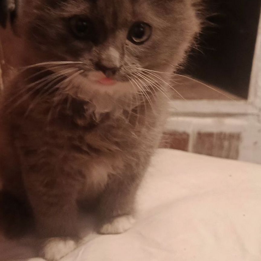 Котики сибирская