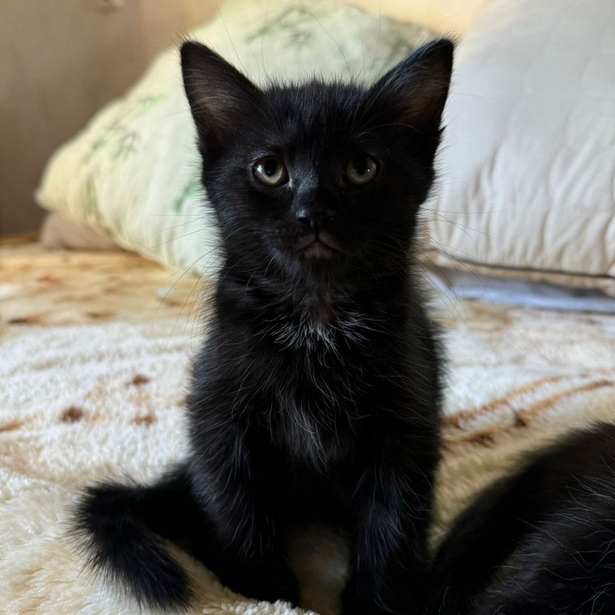 Отдам в добрые руки котят