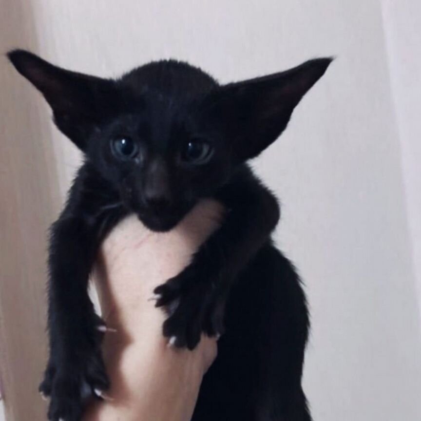 Ориентальные котята