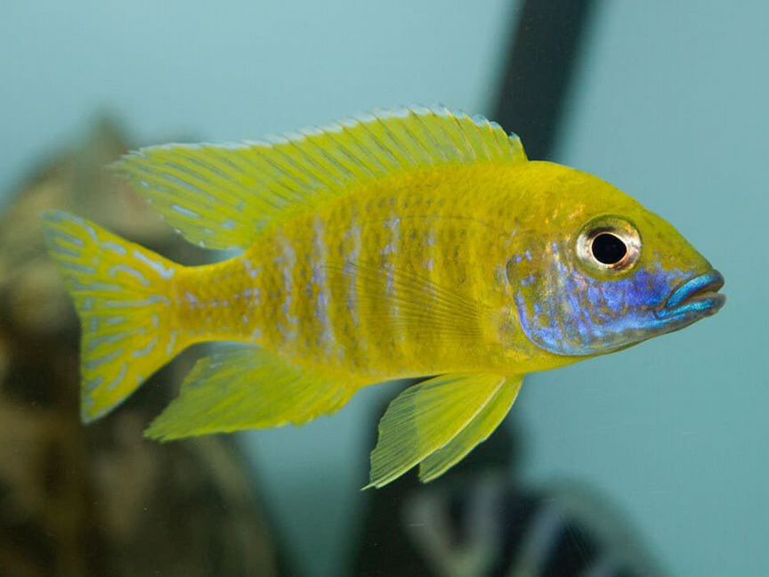 Аквариумные рыбки