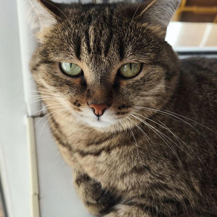 Взрослая, Девочка кошка в добрые руки