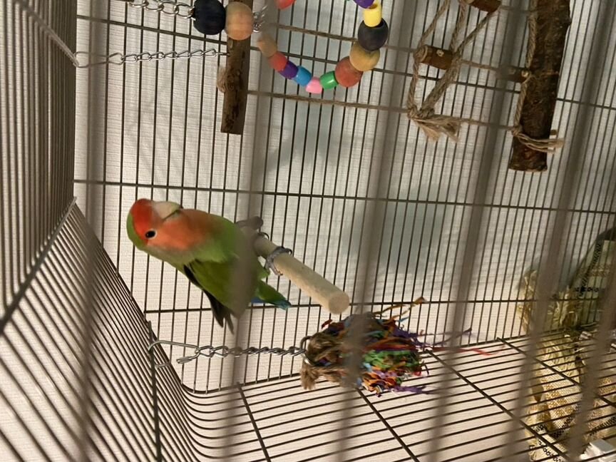 Попугай неразлучник с клеткой