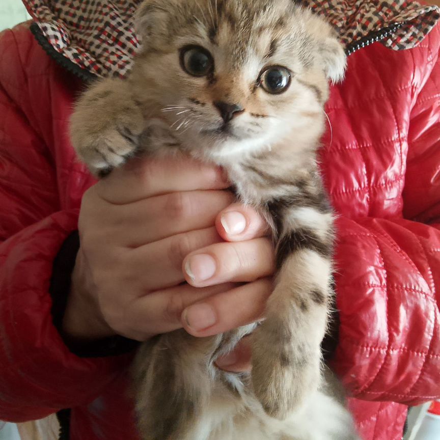 Шотландская вислоухая три котика и черная кошка