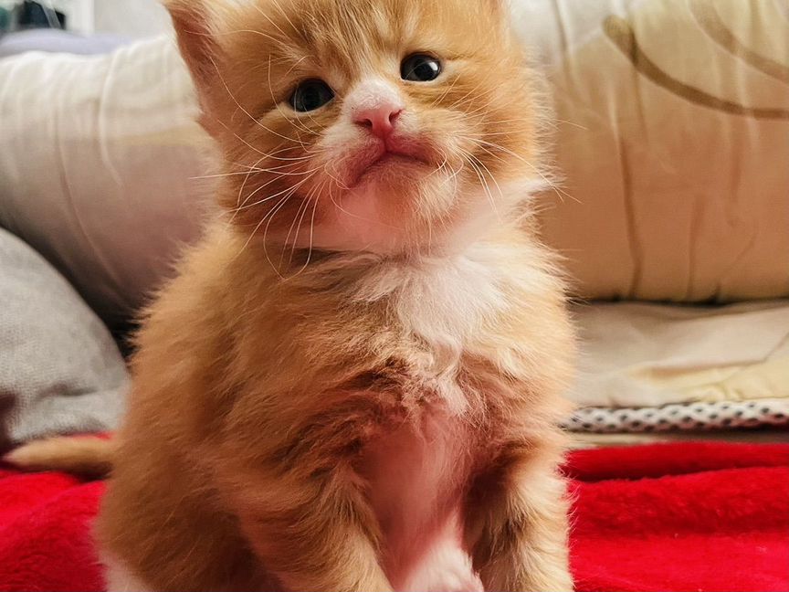 Котята мейн-кун