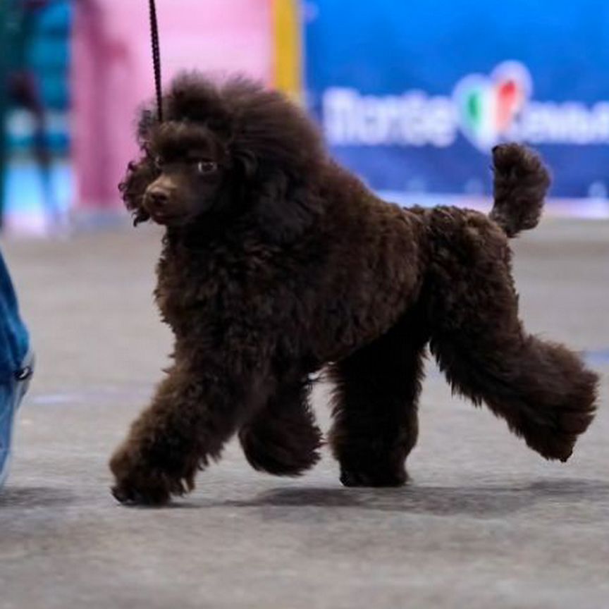 Той-пудель, щенок