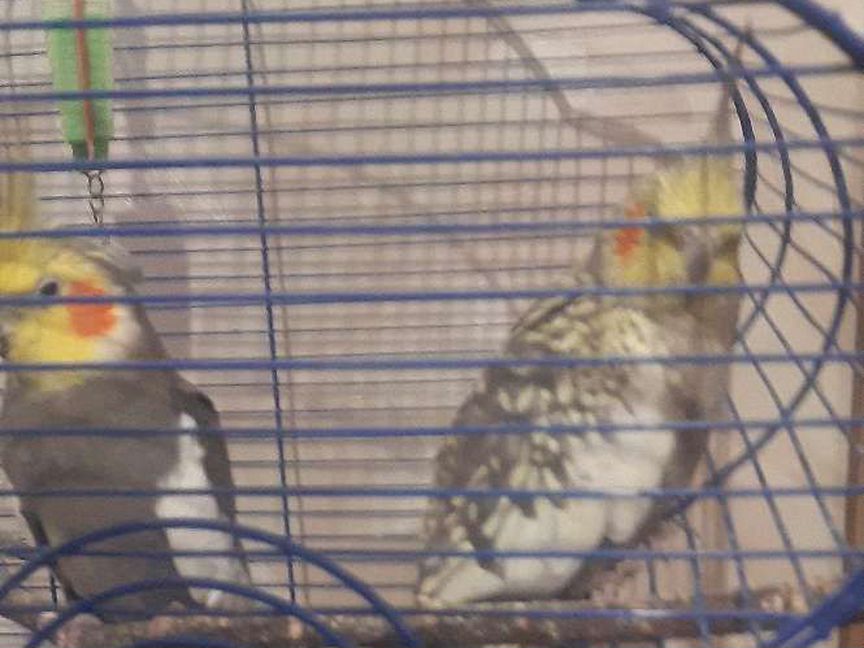 Симпатичная пара попугайчиков корелла