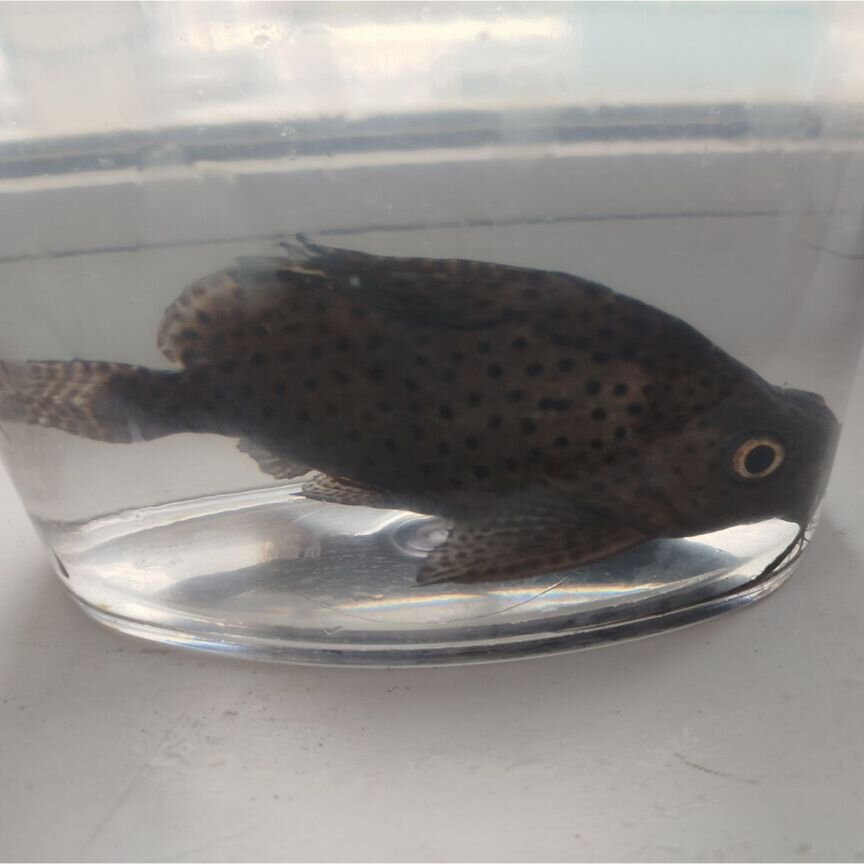 Аквариумные рыбки отдам