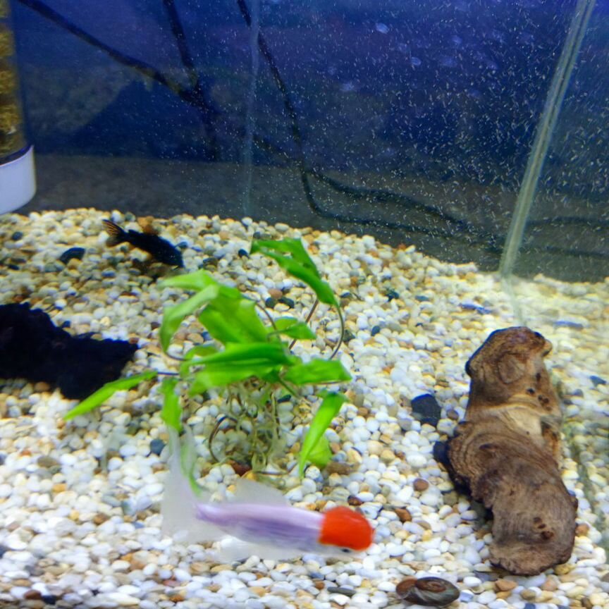 Золотая рыбка