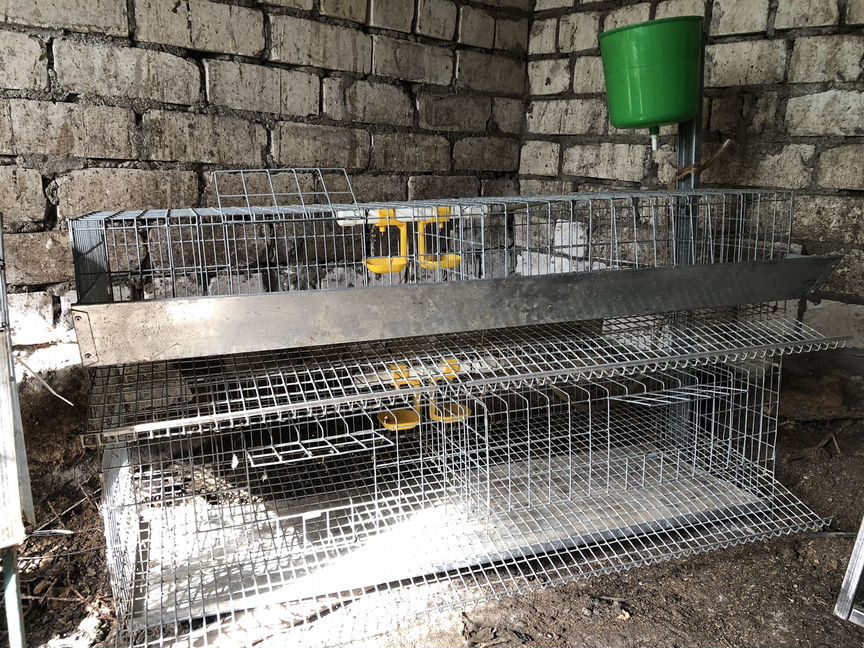 Брудер и Клетки для кур и перепёлок