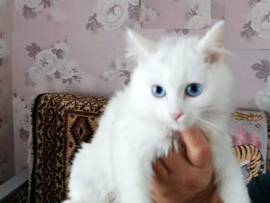 Белый котенок (Она)