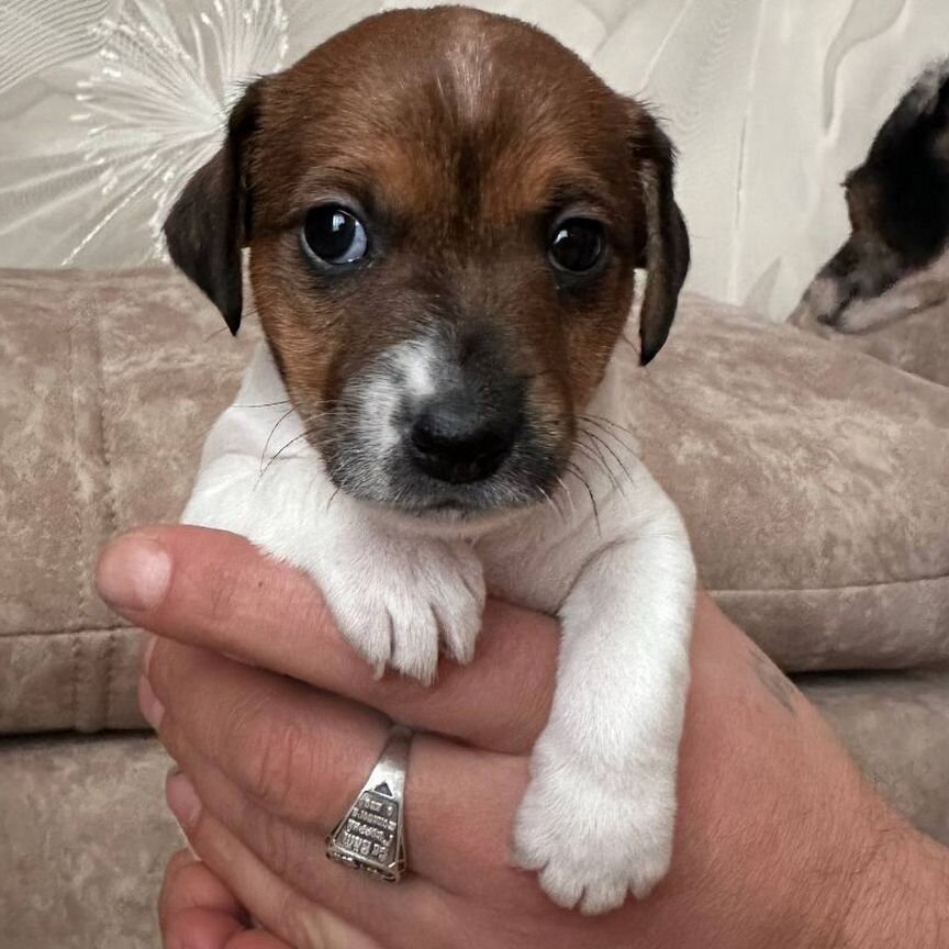 Джек-рассел-терьер, щенок