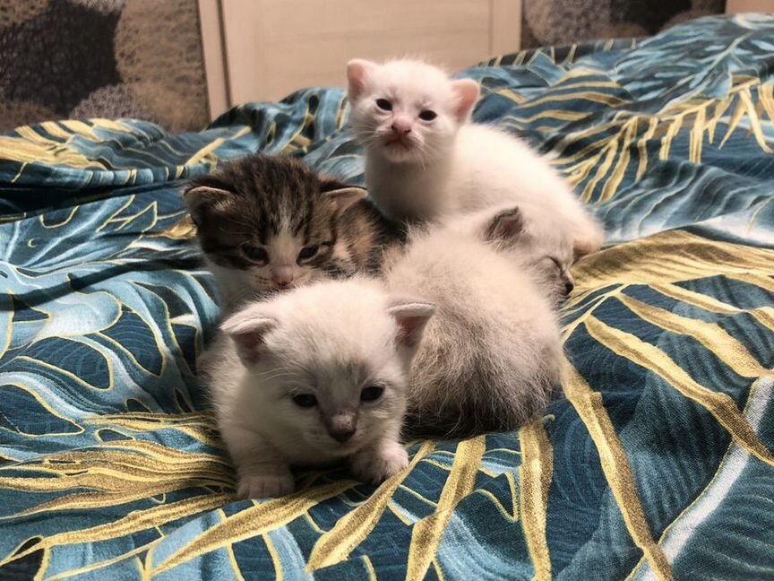 Котята