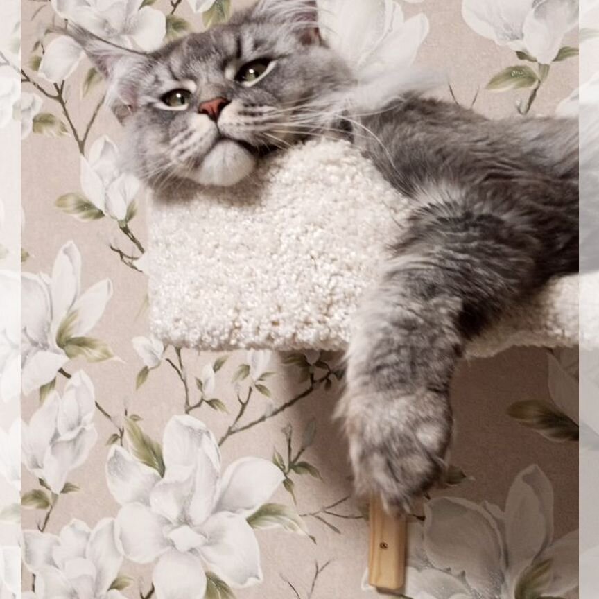 Мейн-кун, взрослая кошка