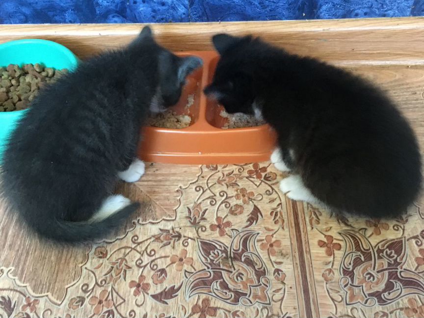 Отдам котят от Бурманской кошки