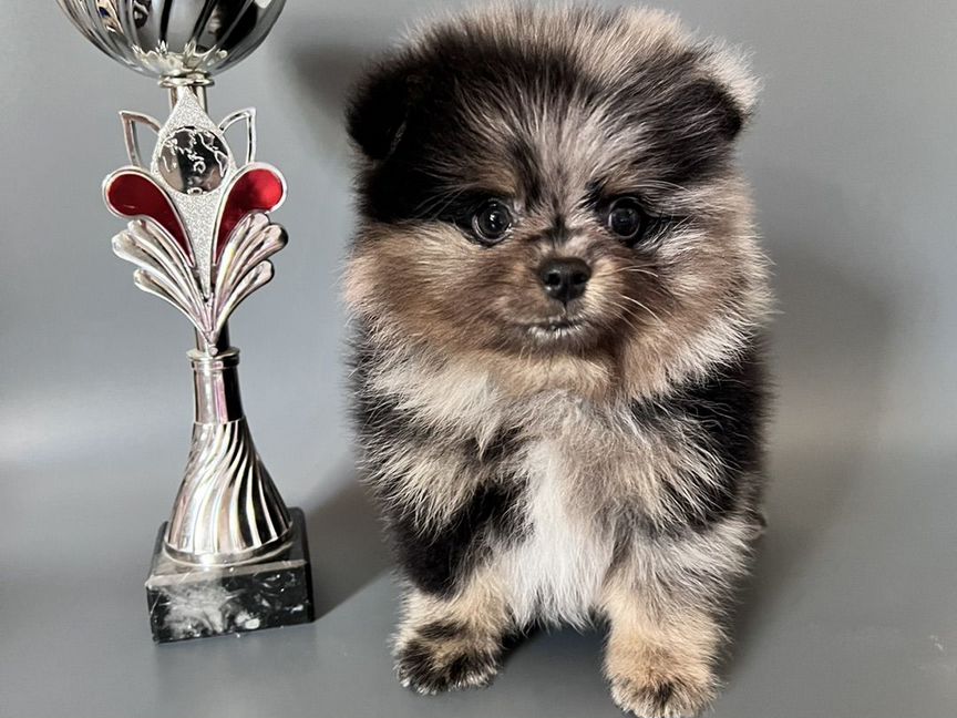 Щенки шпица мерле