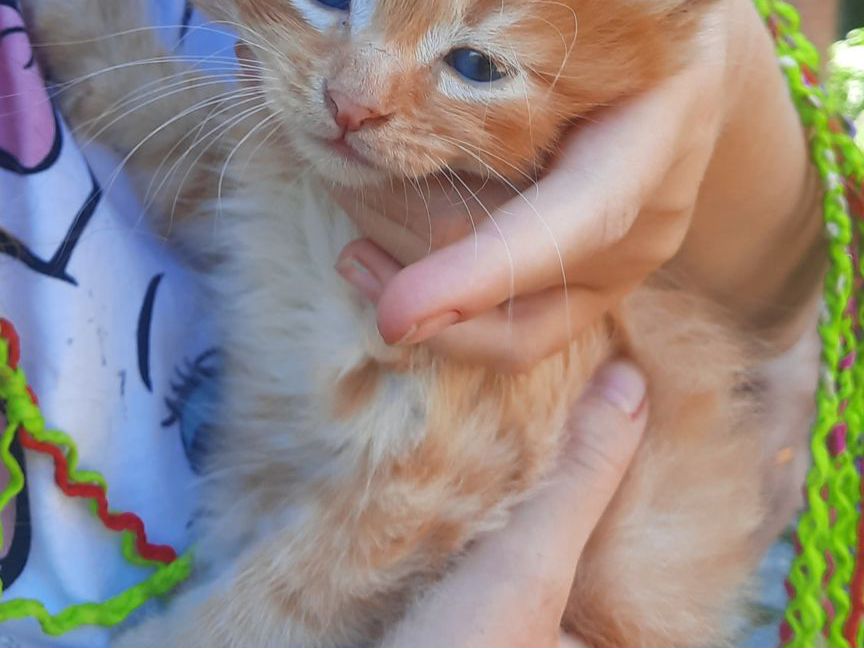Рыжий котенок мальчик
