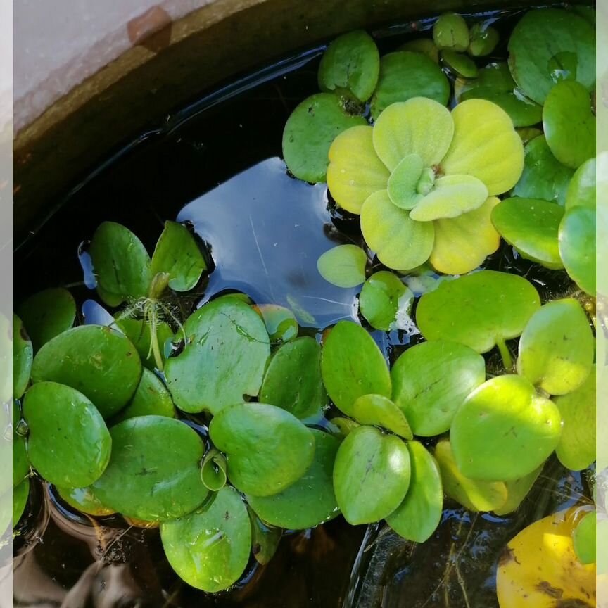 Растение в аквариумное