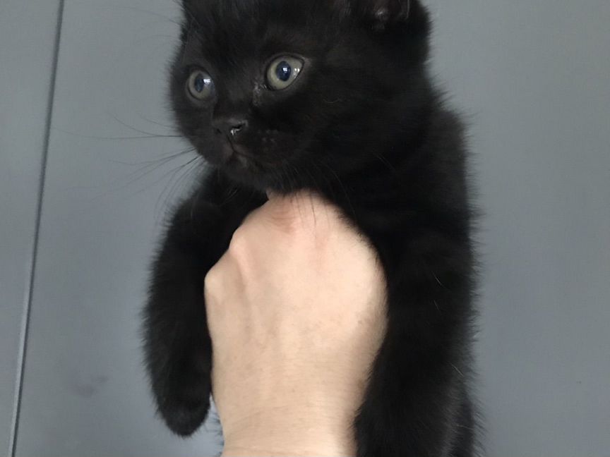 Шотландская шоколадная мраморная кошечка