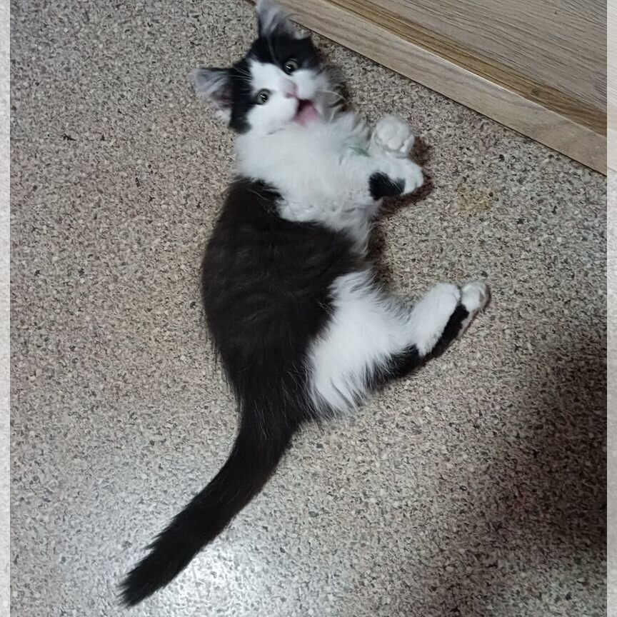 Котик от британской кошки