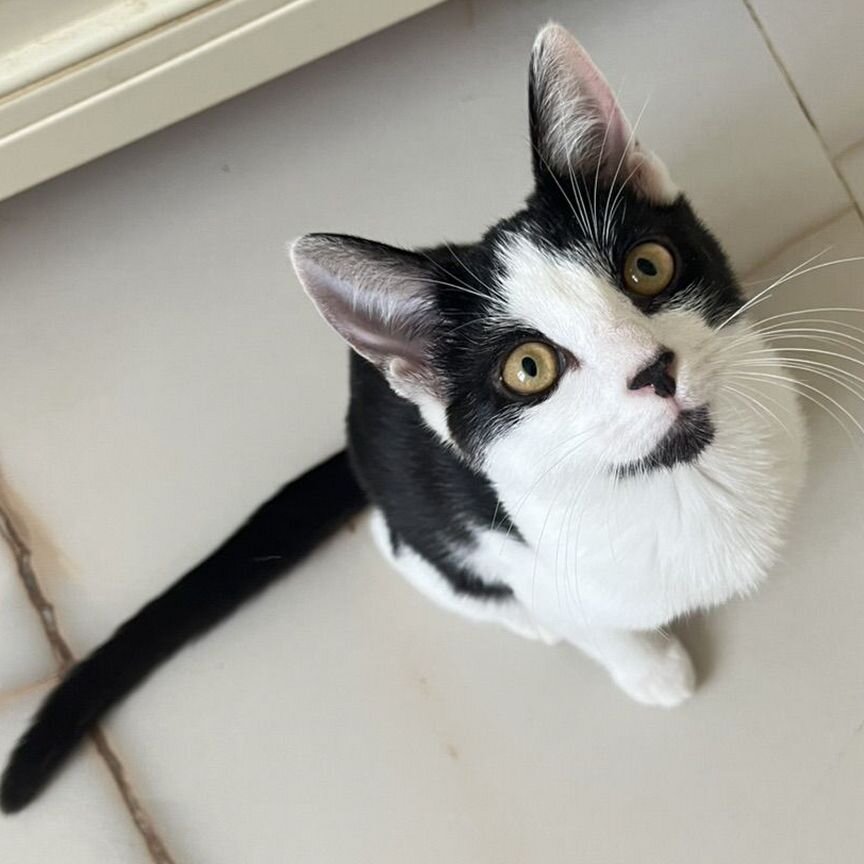 Котёнок в добрые руки