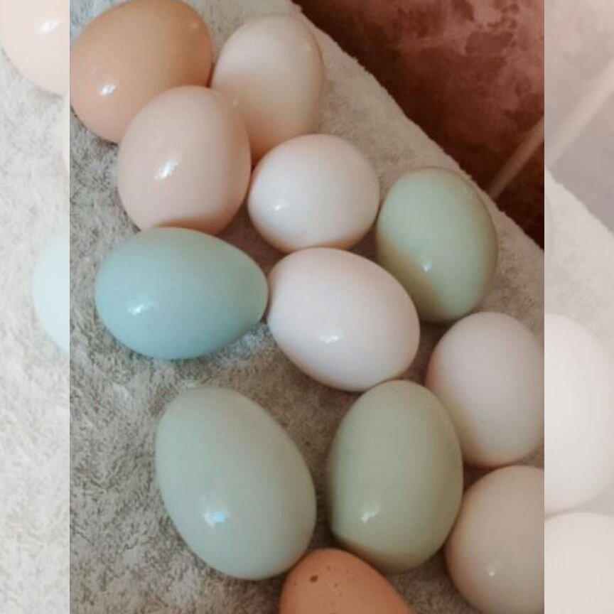 Инкубационное яйцо