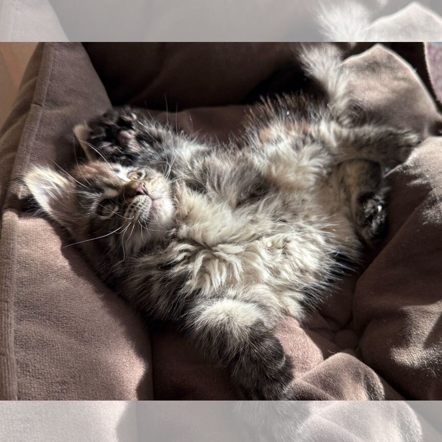 Мейн-кун котёнок