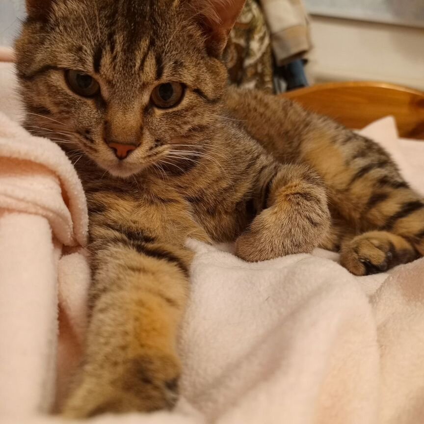 Кот обормот