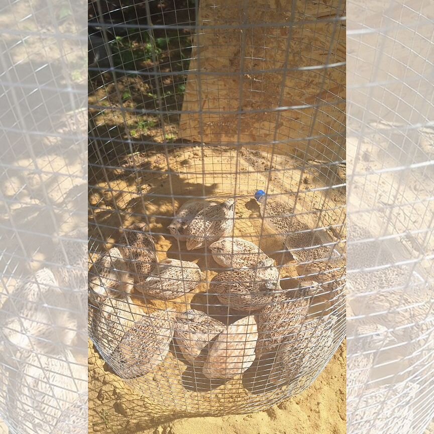 Перепела продажа