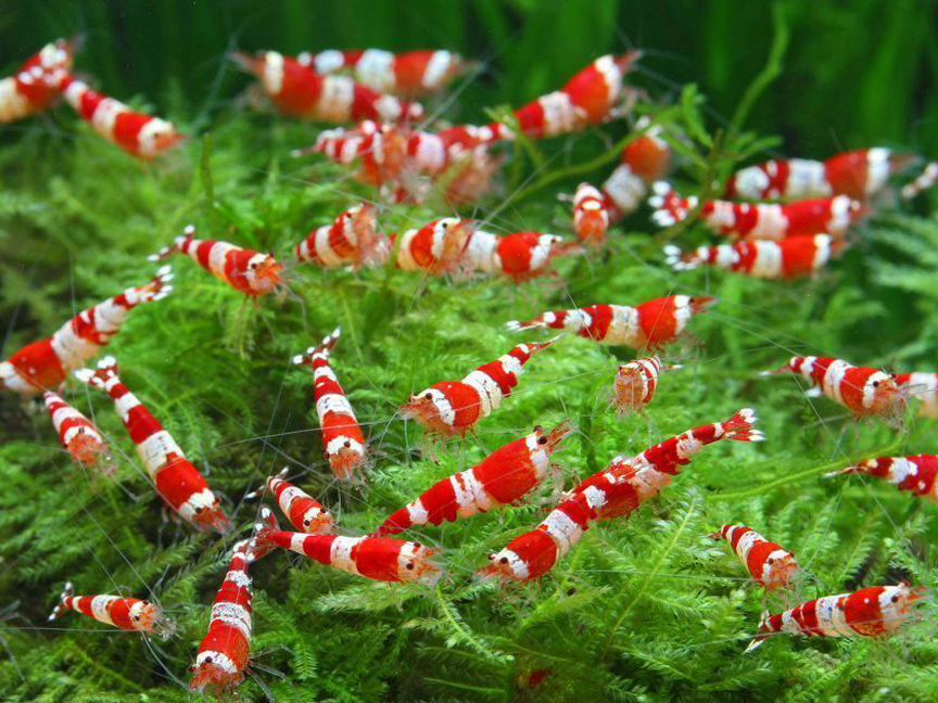 Креветка Красный кристалл