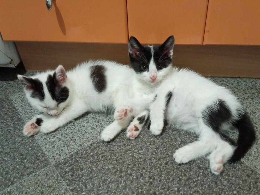 Котята двортерьер бесплатно