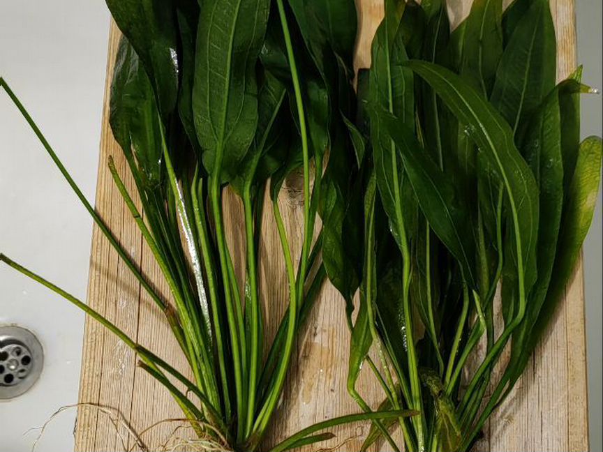 Водоросли для аквариума бесплатно