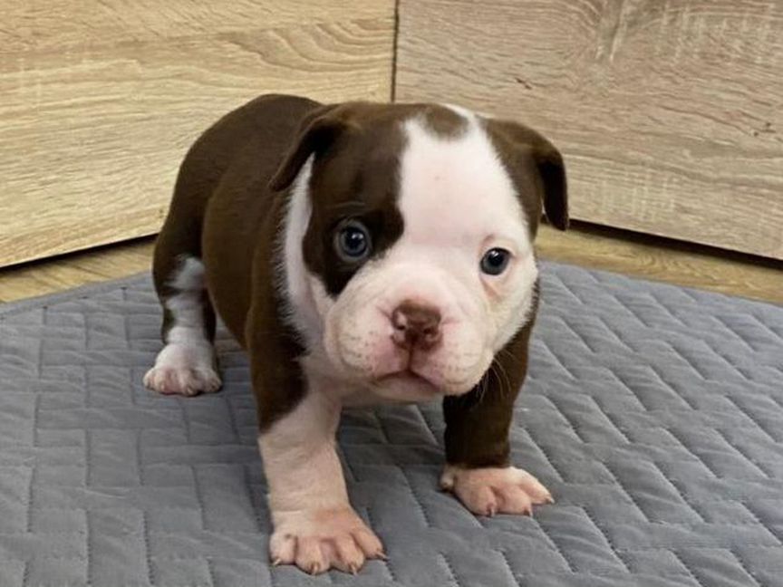 Малышка Шоколадка pocket американского булли