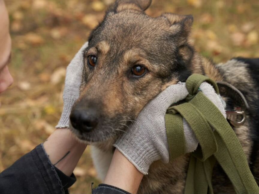 Собака из приюта мечтает о теплом уголке в доме