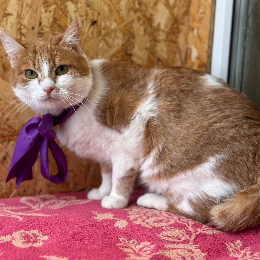 Взрослая, Девочка кошка в добрые руки