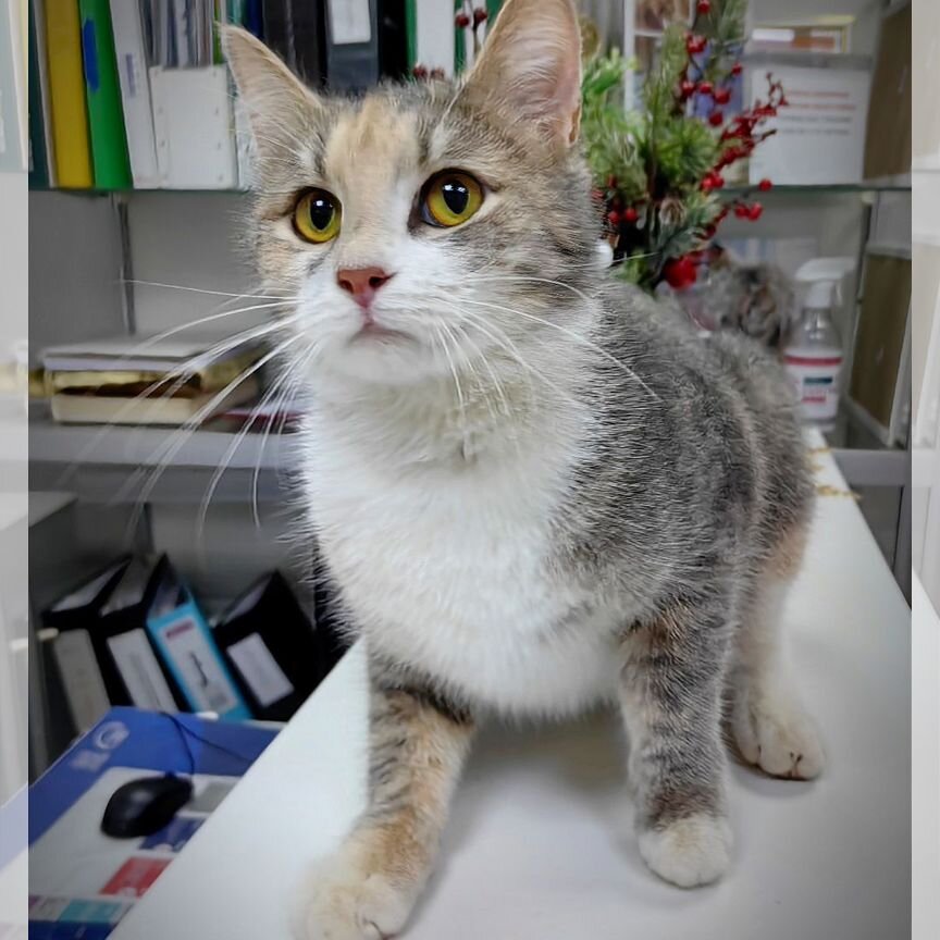 Красивая кошечка ищет дом