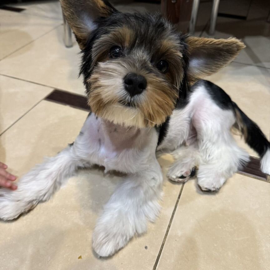 Бивер щенок