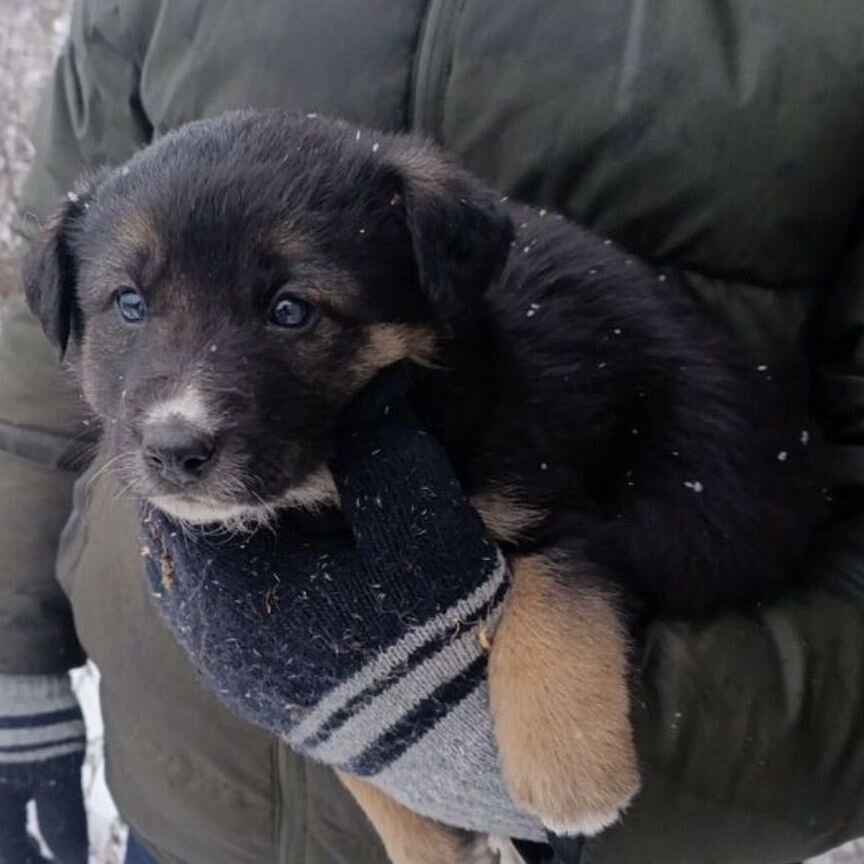 Щенки мерзнут в садах