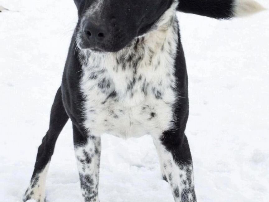 Собака в добрые руки