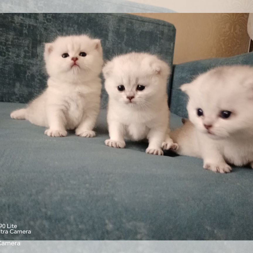 Британская серебристая шиншилла