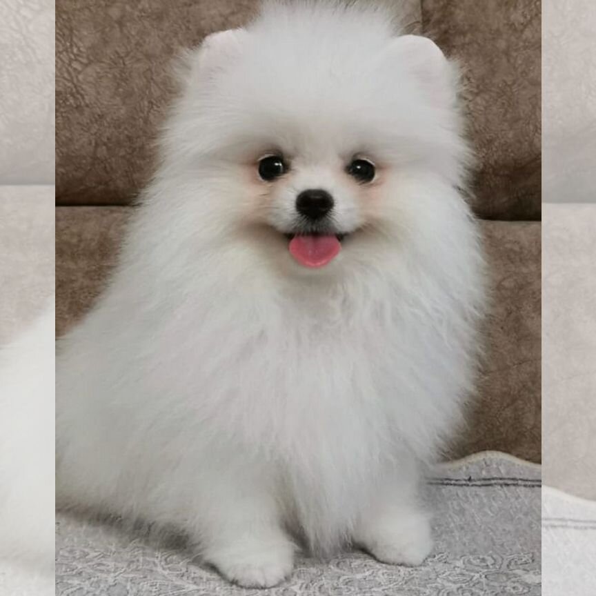 Померанский шпиц, щенок