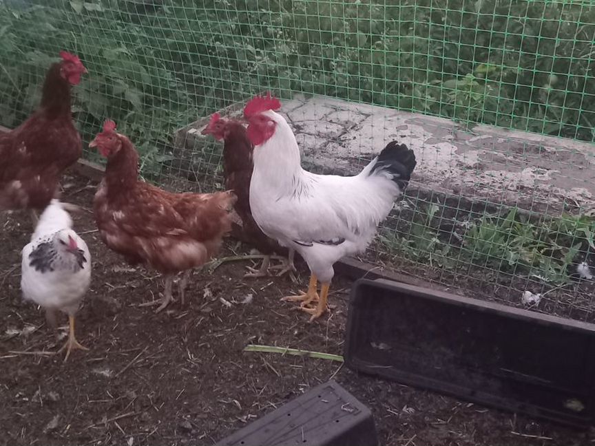 Молодые петухи адлерской серебристой породы