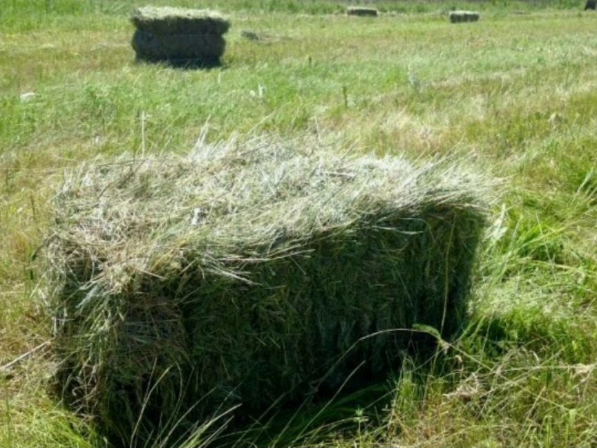 Сено луговое, люцерна в тюках и рулонах