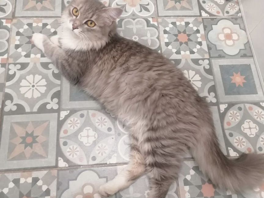 Молодой котик(возможно Сибирский)