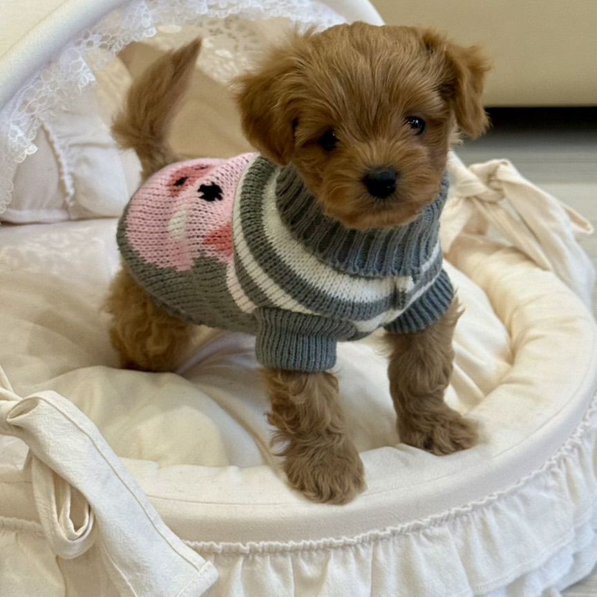 Мальтипу, щенок